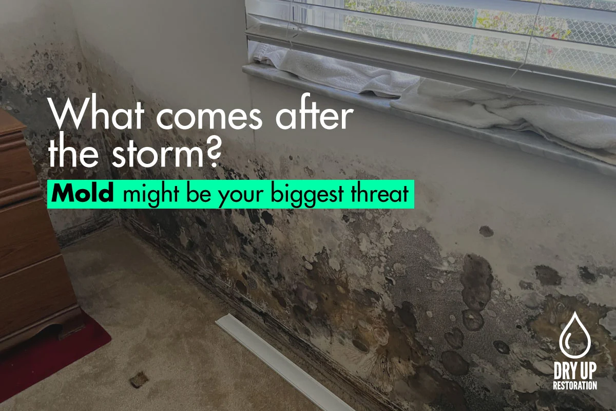 What comes after the storm? Mold might be your biggest threat - Dry Up ...