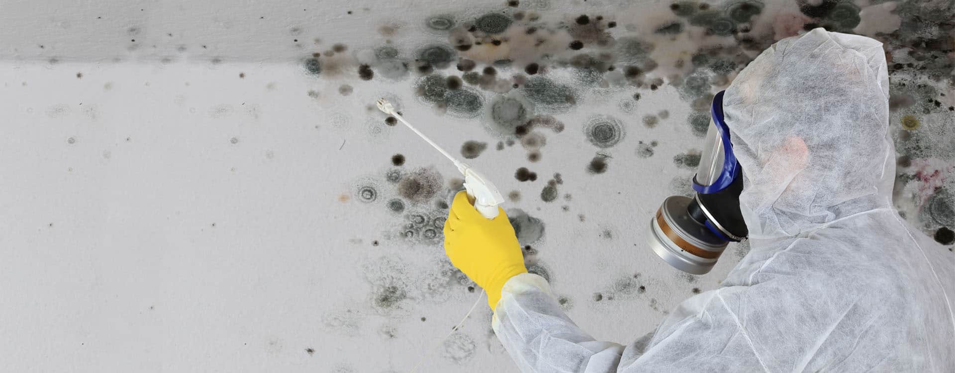 The best Mold Removal in Forida - Dry Up Restoration